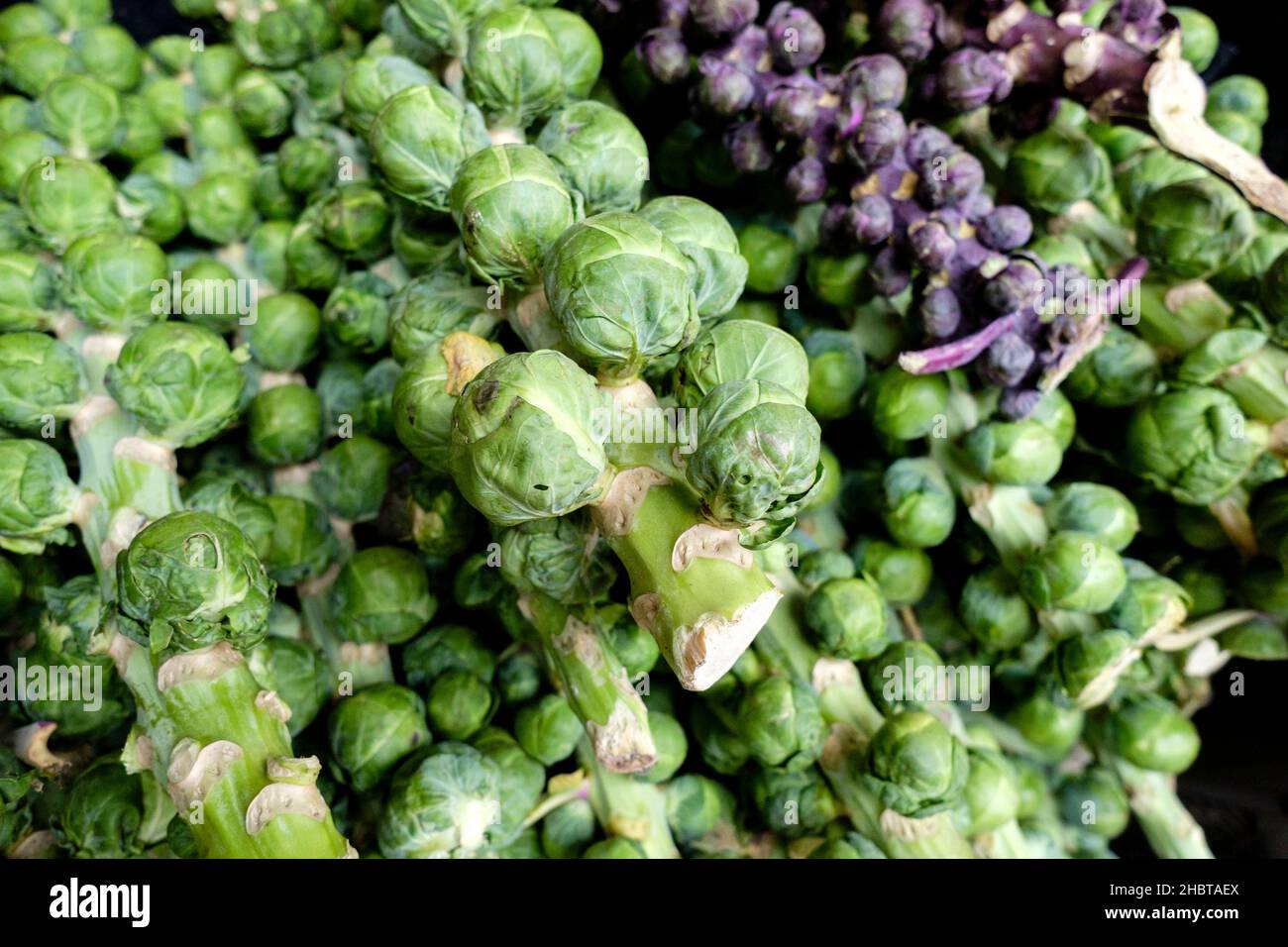 Brussels sprout stalks on sale on fresh produce stall, London, UK Stock ...