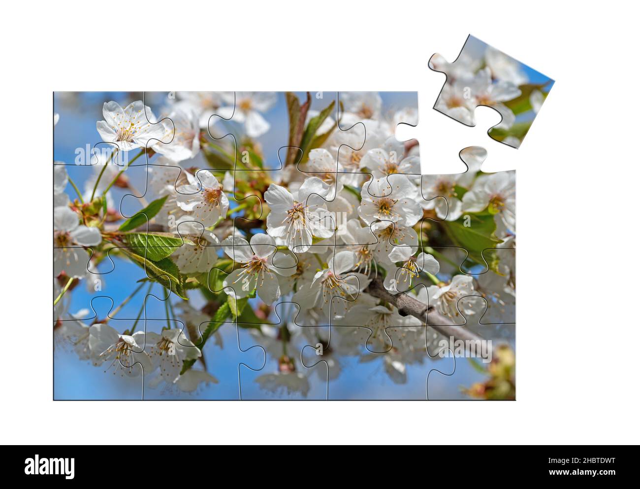 Tree puzzle hi-res stock photography and images - Alamy