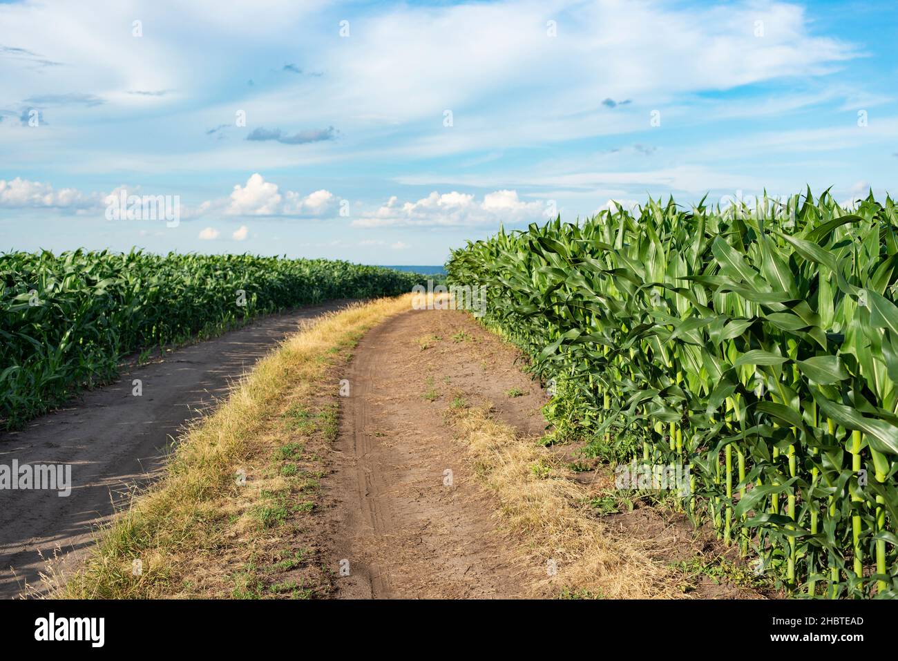 Dirt road through maize green field under blue sky in Ukraine Stock ...