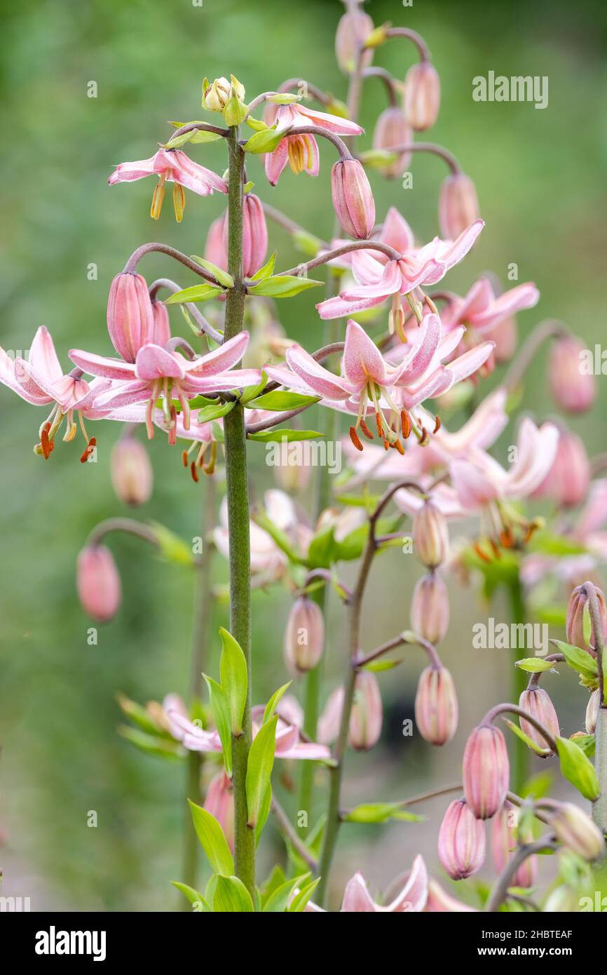 Lilium Pink Morning, Martagon lily, Lily Pink Morning, common Turk's ...