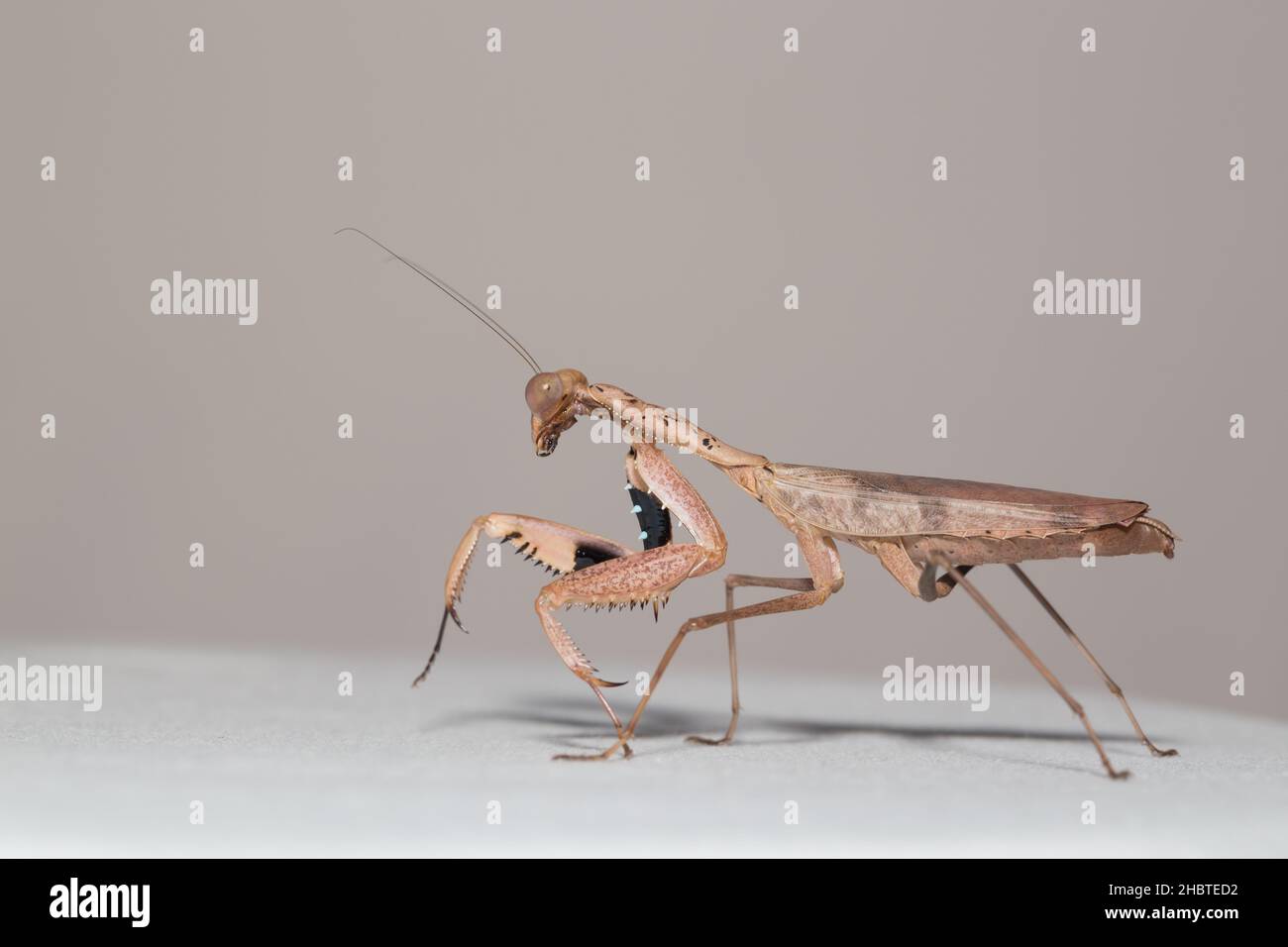 Marbled mantis (Prohierodula picta Stock Photo - Alamy
