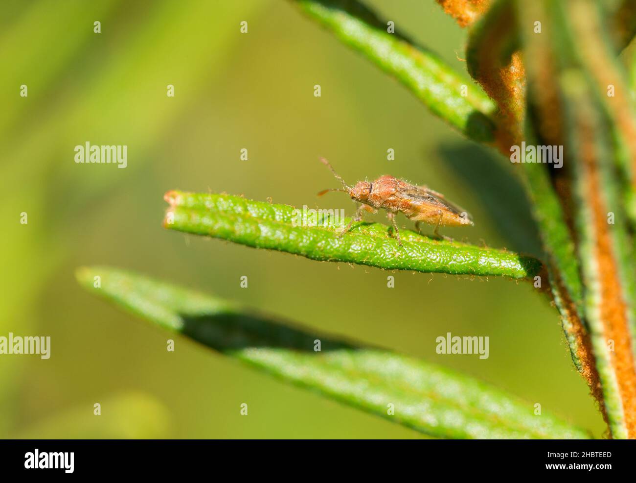 Parumpunctatus hi-res stock photography and images - Alamy