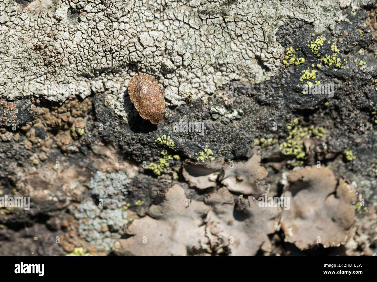 Sand runner shieldbug (Sciocoris umbrinus Stock Photo - Alamy