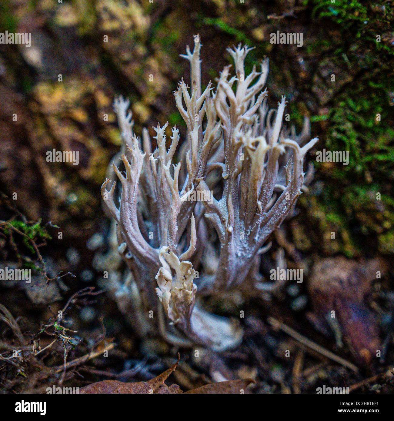 Xylariales hi-res stock photography and images - Alamy