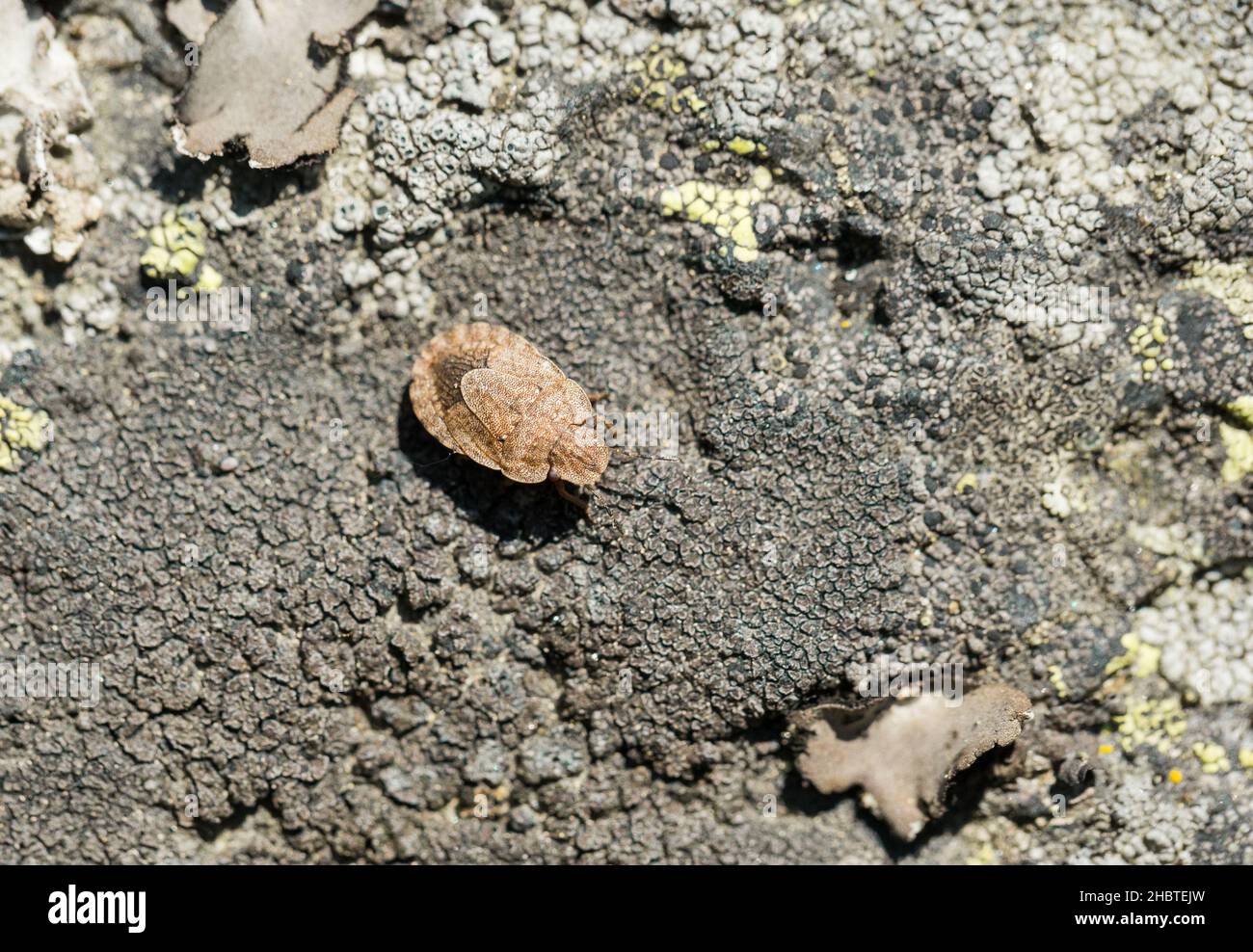 Umbrinus hi-res stock photography and images - Alamy