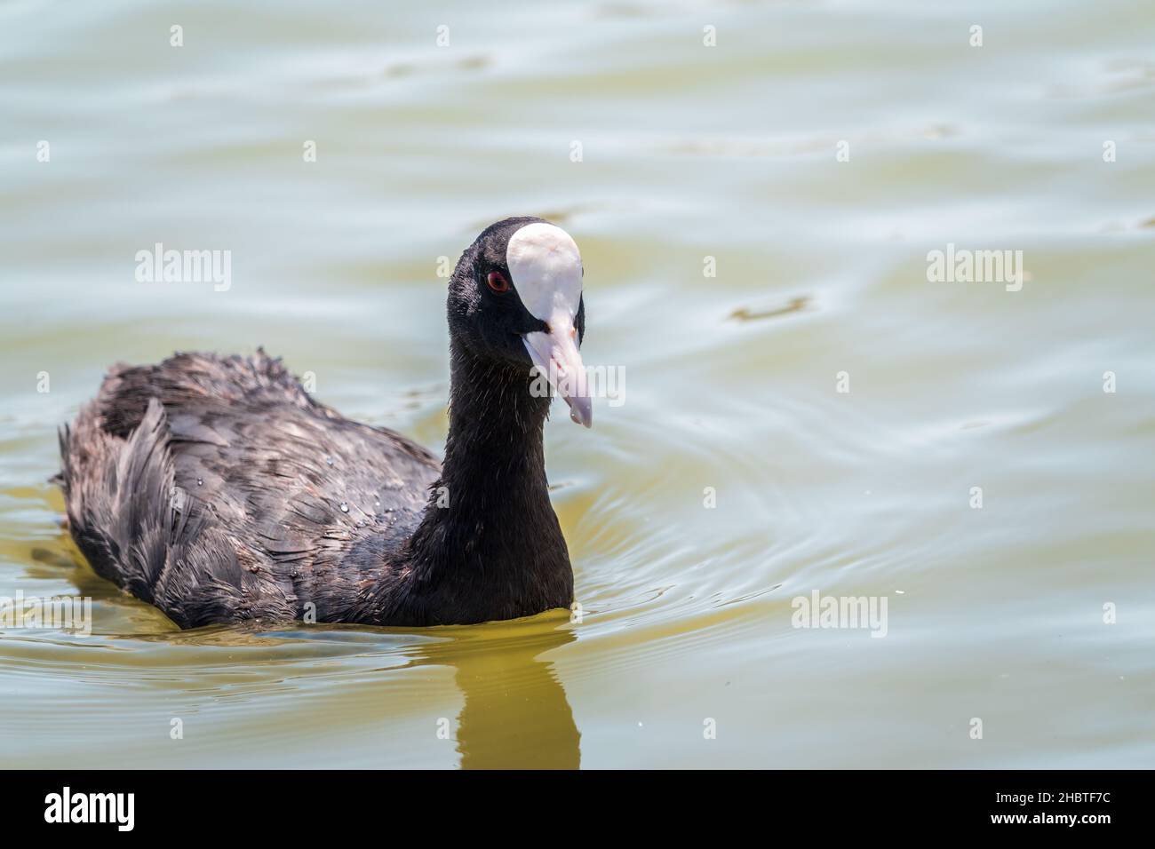Water bird Eurasian coot, Fulica atra, swiming in shallow water ...