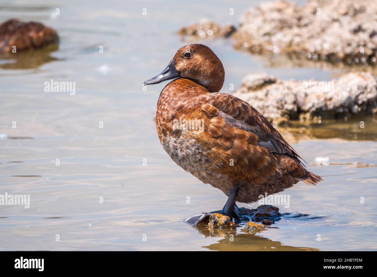 Beautiful duck with orange head, Common pochard female, Aythya ferina ...