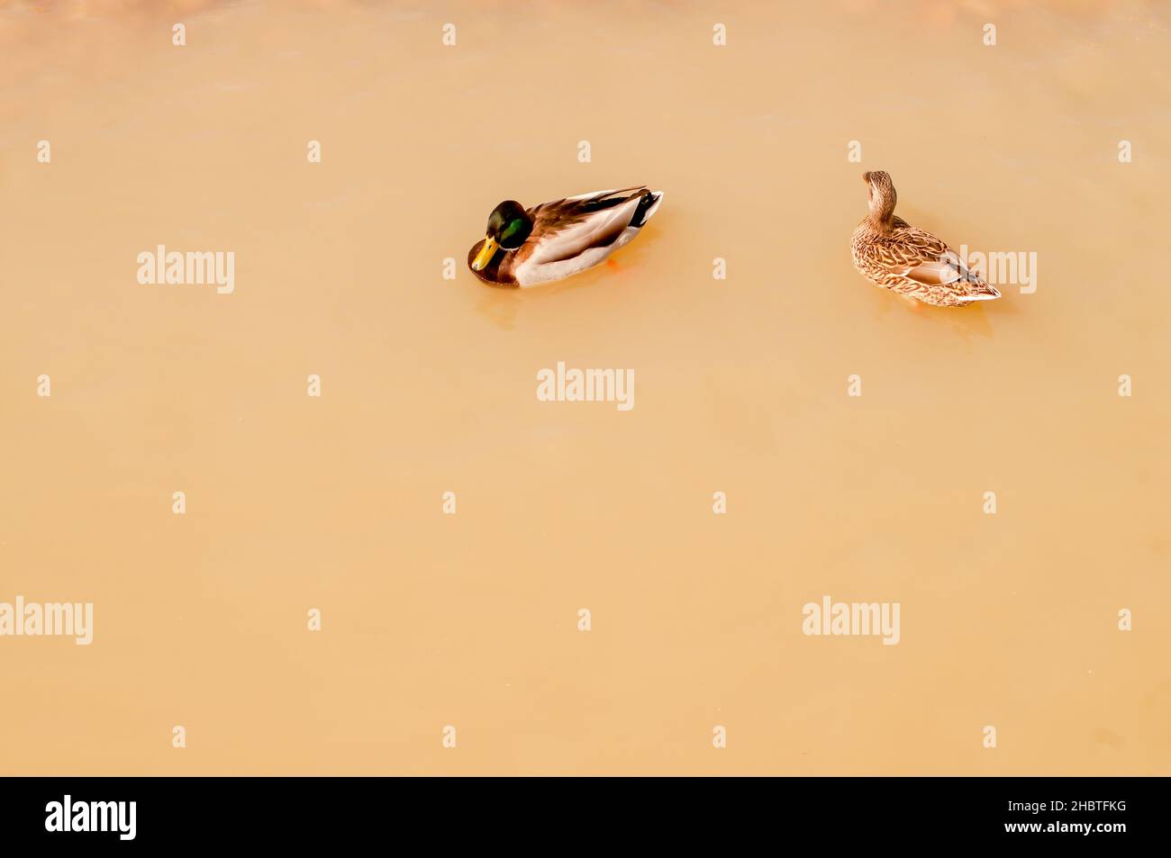 Anas platyrhynchos - The mallard, is a species of anseriform bird of ...