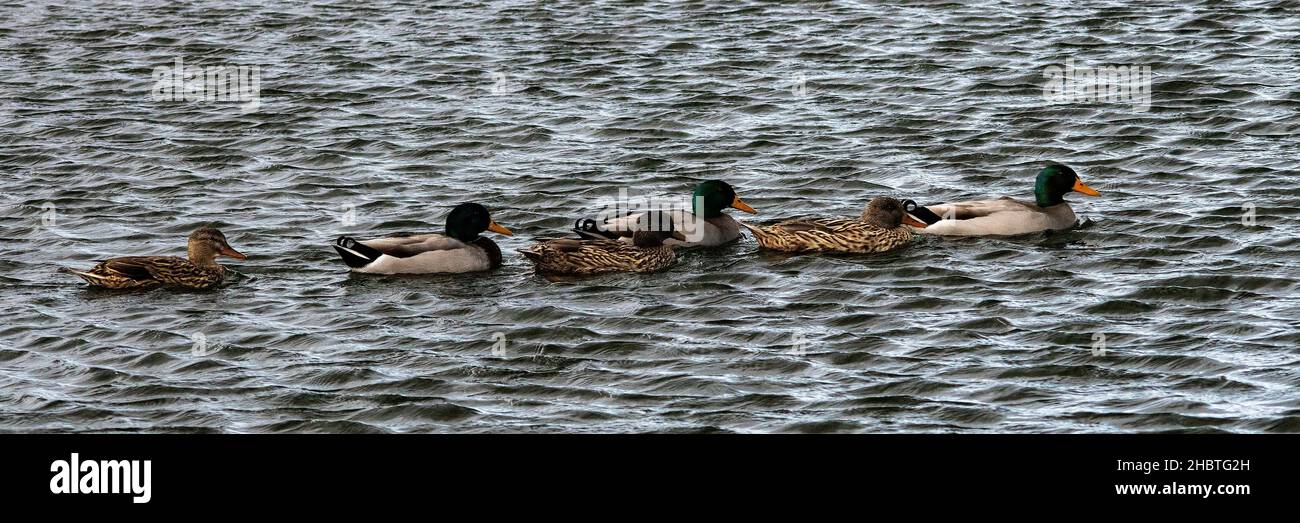 Anas platyrhynchos - The mallard, is a species of anseriform bird of ...