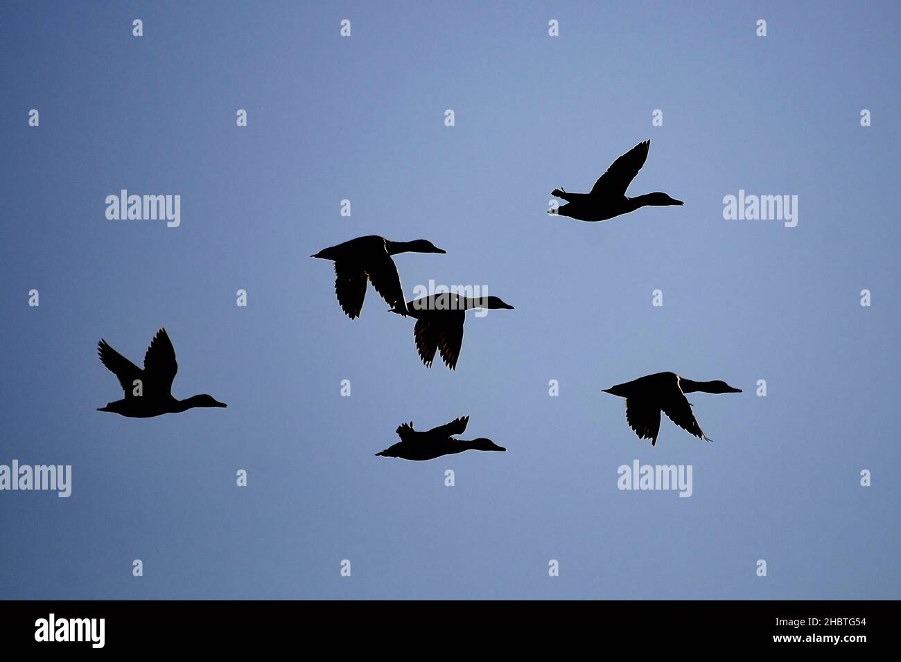 Anas platyrhynchos - The mallard, is a species of anseriform bird of ...