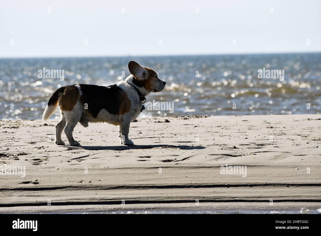 Beagle are ears up from the wind in St. Peter Ording Stock Photo - Alamy