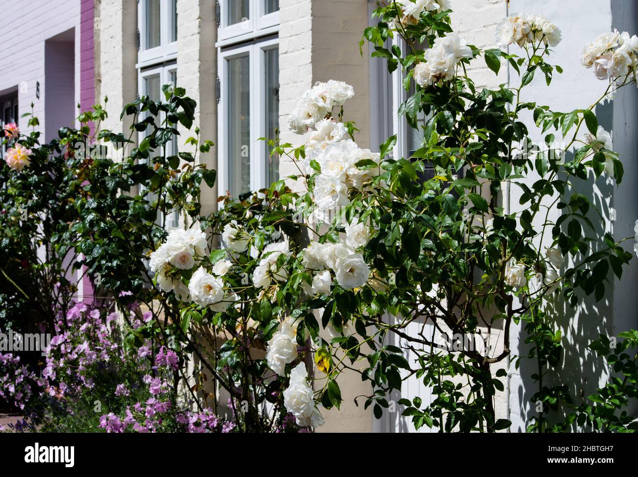 White roses in front of a house facade Stock Photo - Alamy