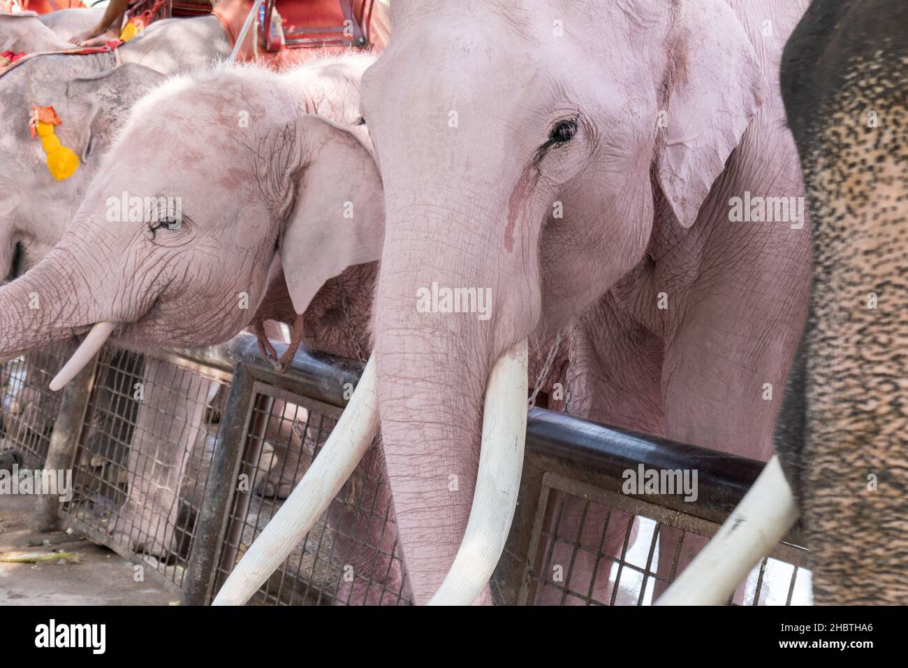 Elephants at the Ayutthaya Elephant Palace and Royal Kraal at the ...