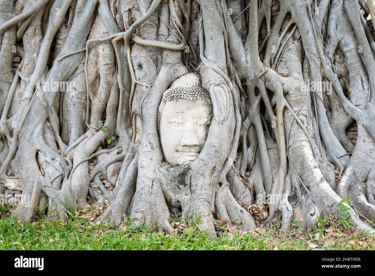 Buddha head embedded in a Banyan tree at Wat Mahathat complex, an ...