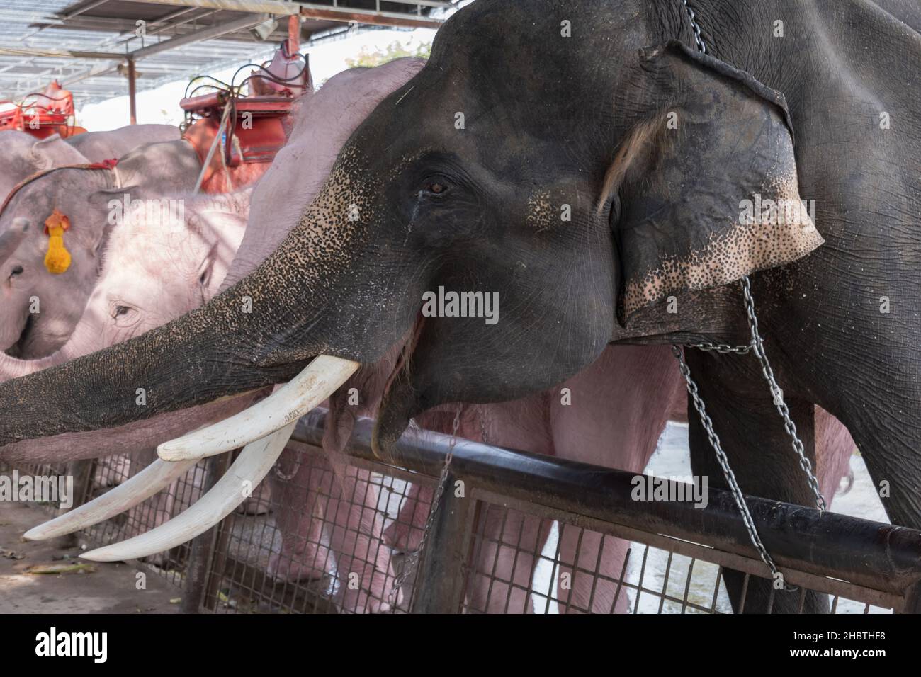 Elephants at the Ayutthaya Elephant Palace and Royal Kraal at the ...