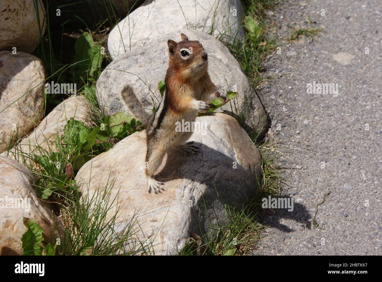 Standing up squirrel Stock Photo - Alamy
