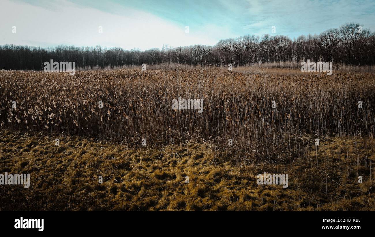 Tall grass and meadows under a blue sky with trees in the background ...