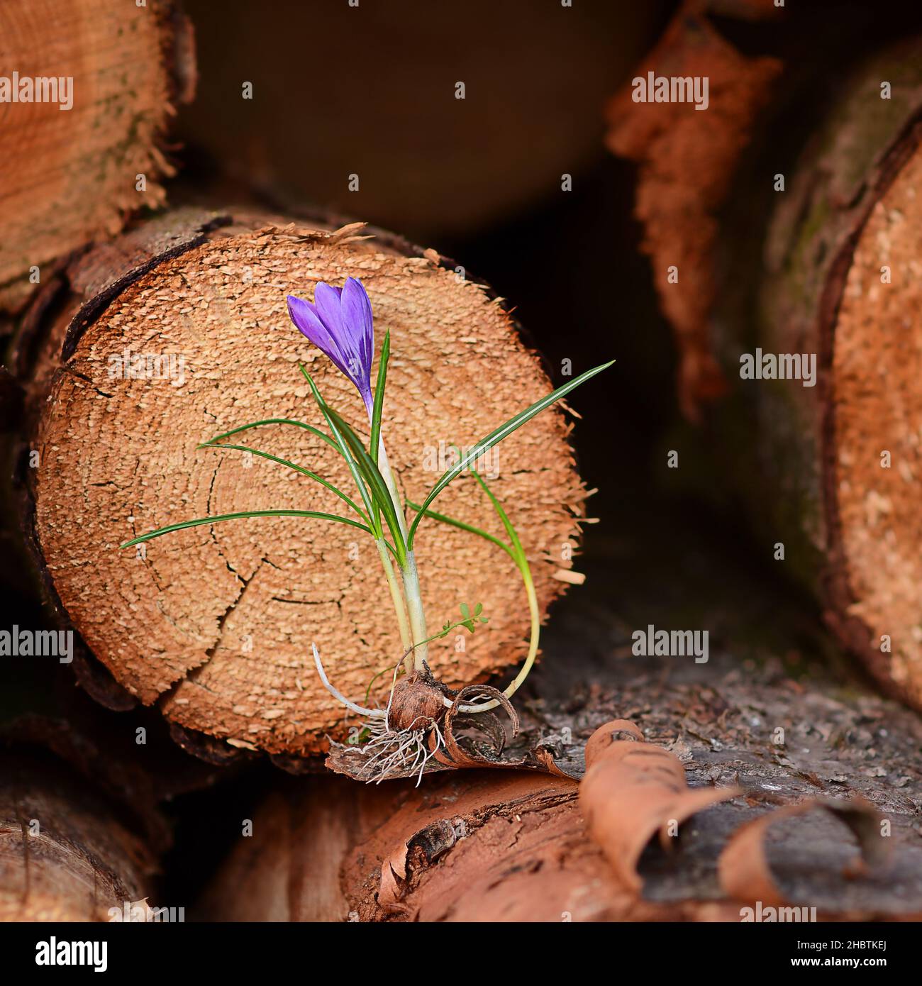 purple crocus plant on the wood background Stock Photo - Alamy