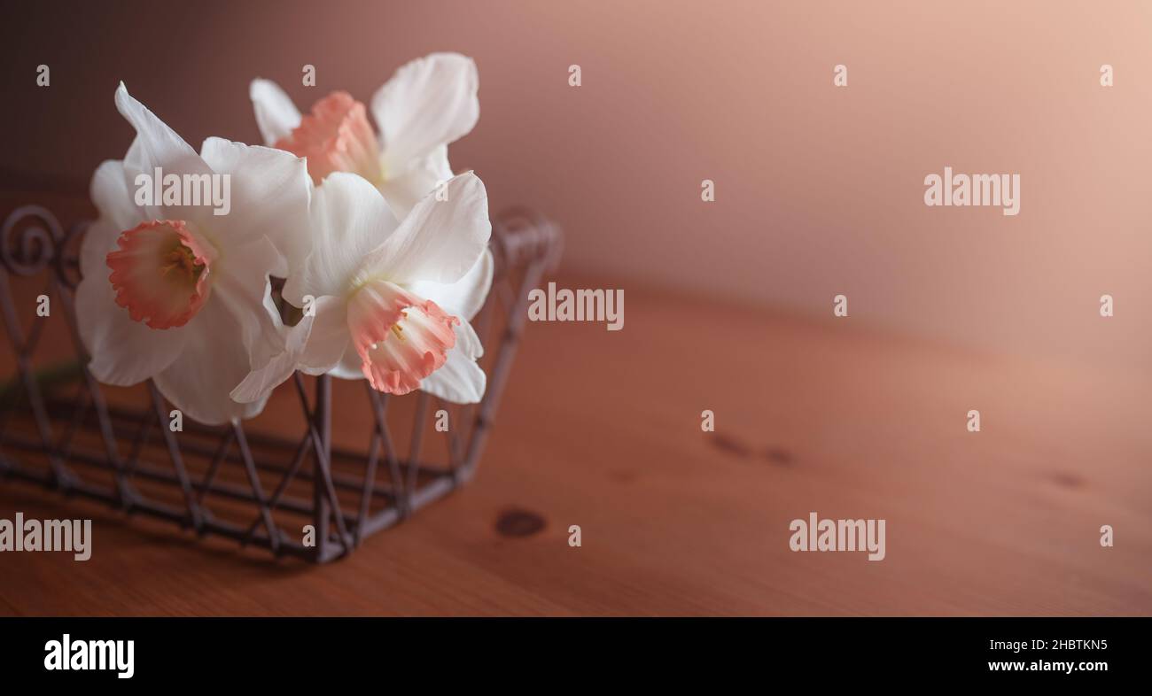 daffodils on the table in the sunshine Stock Photo - Alamy