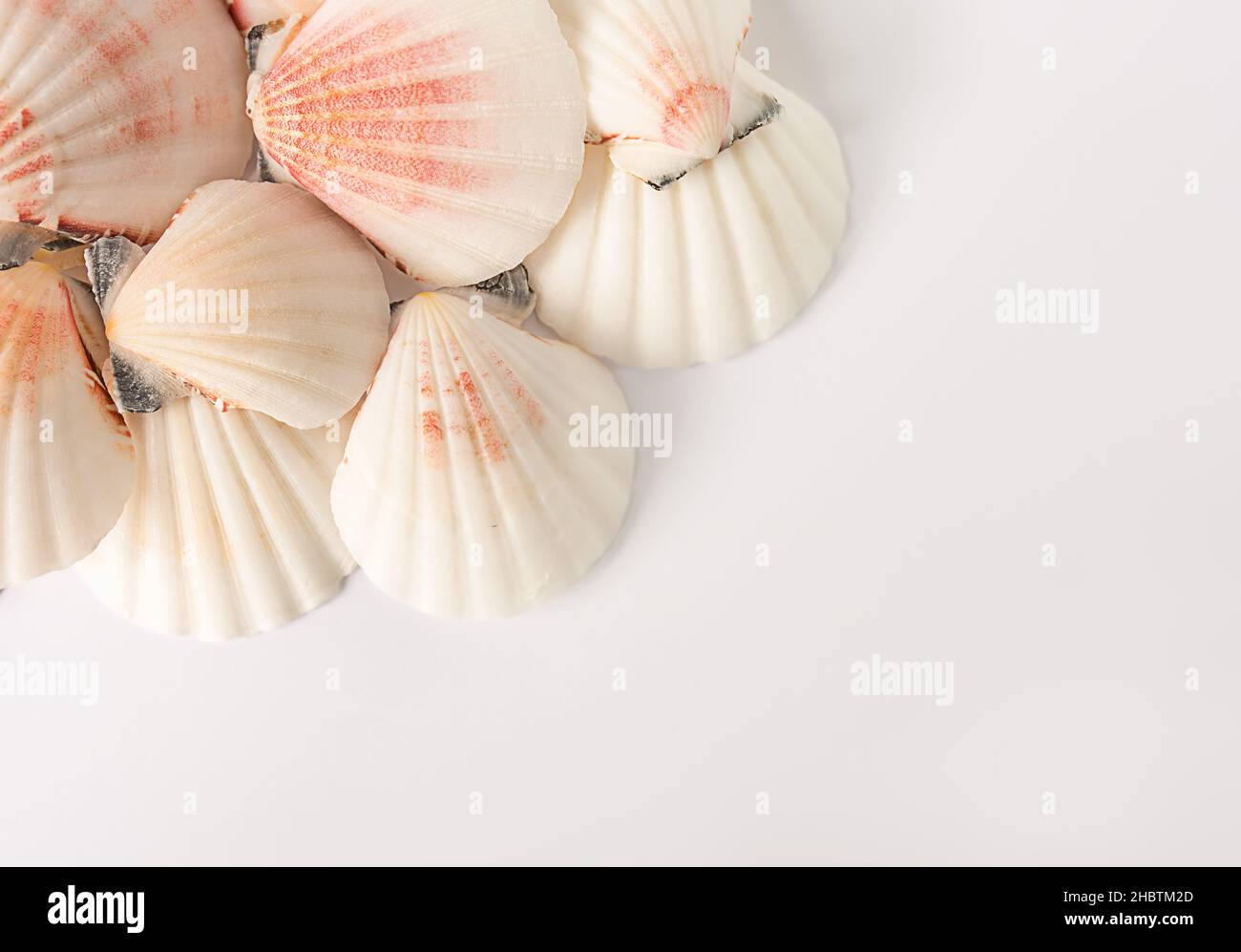 Flat lay panoramic view of seashells isolated on white background Stock ...
