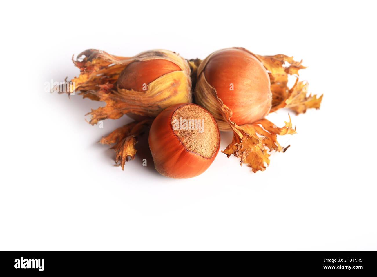 Hazelnut in shell hi-res stock photography and images - Alamy