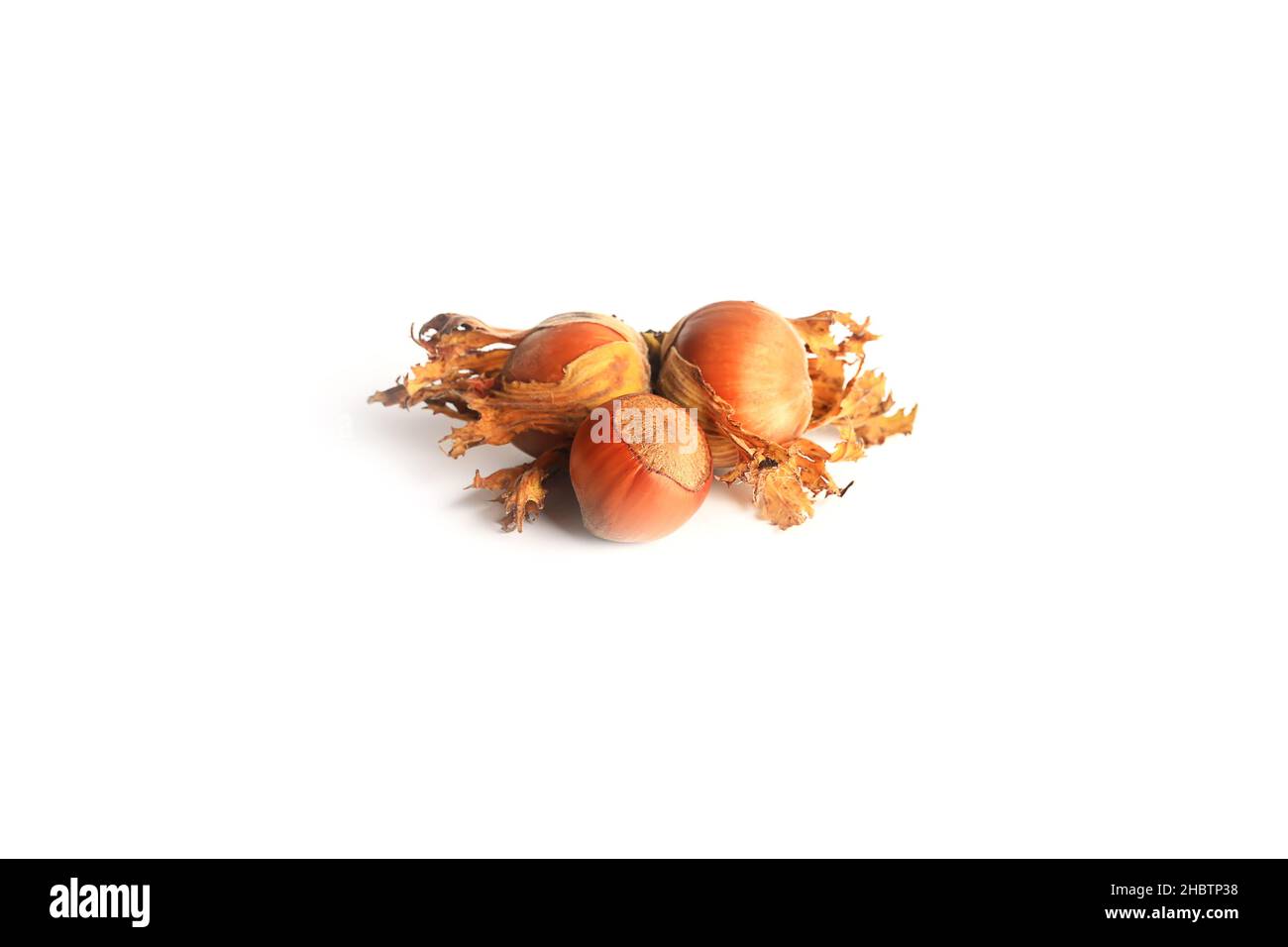 Hazelnut in shell hi-res stock photography and images - Alamy