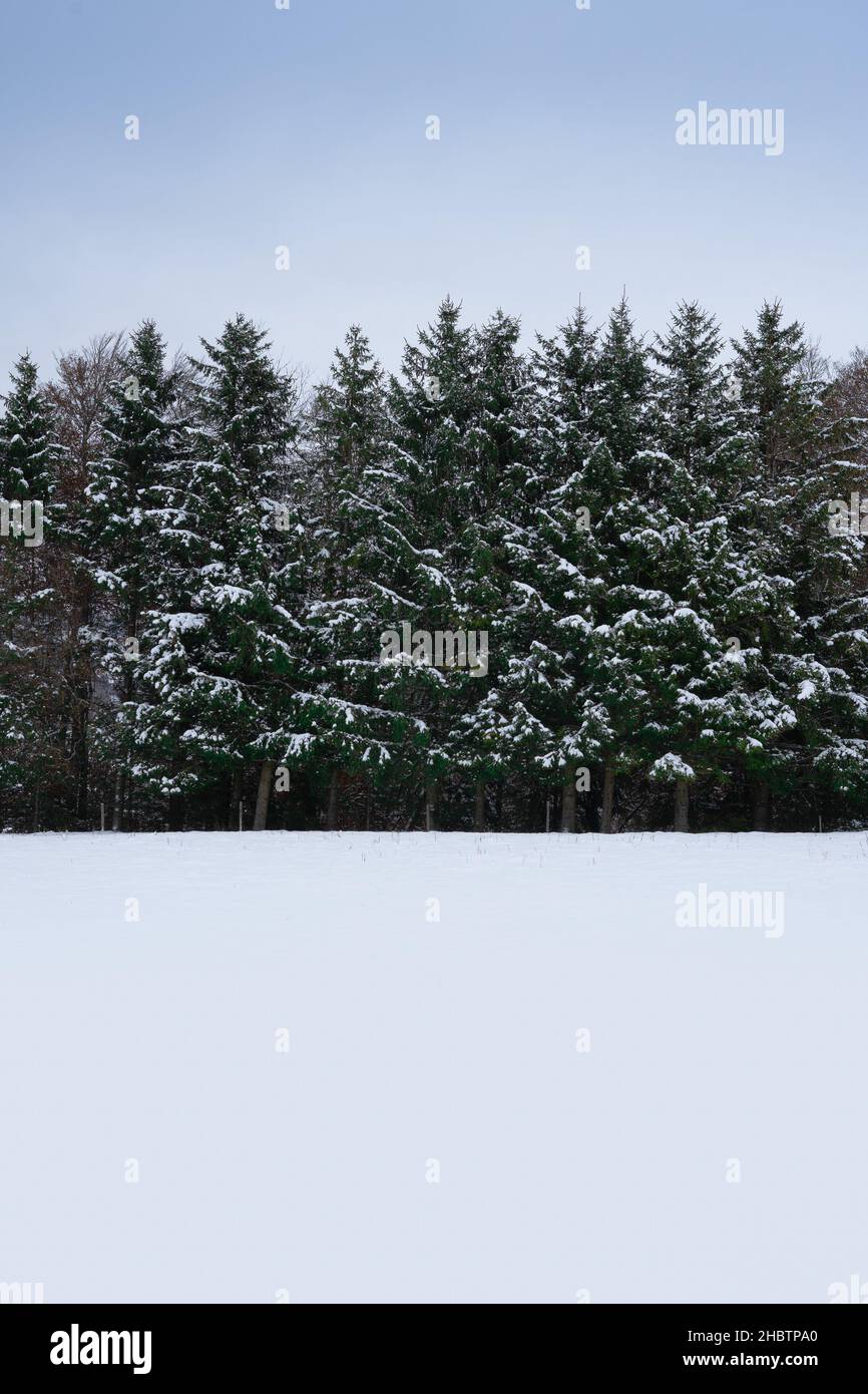landscape of isolated christmas trees with snow around Stock Photo - Alamy