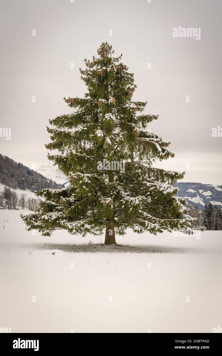 landscape of isolated christmas trees with snow around Stock Photo - Alamy