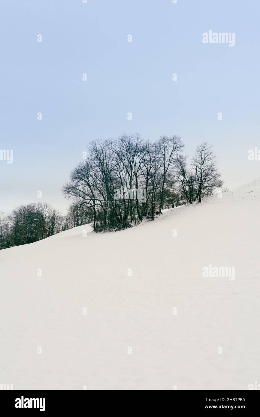 landscape of isolated christmas trees with snow around Stock Photo - Alamy