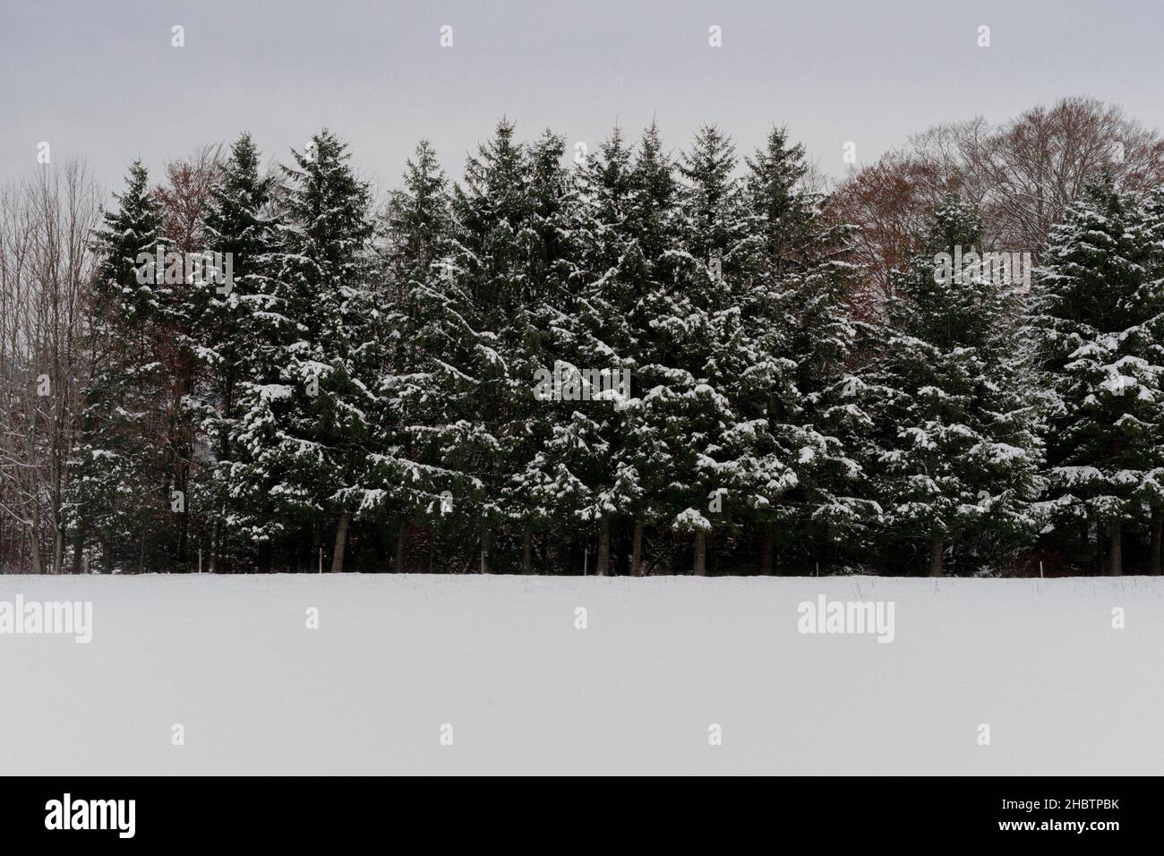 landscape of isolated christmas trees with snow around Stock Photo - Alamy