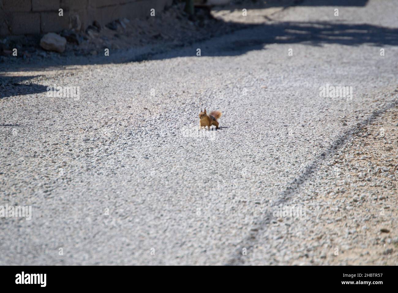 Running squirrel street hi-res stock photography and images - Alamy