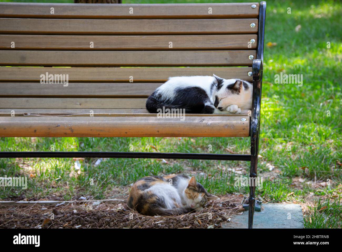 Cat under wooden bench hi-res stock photography and images - Alamy