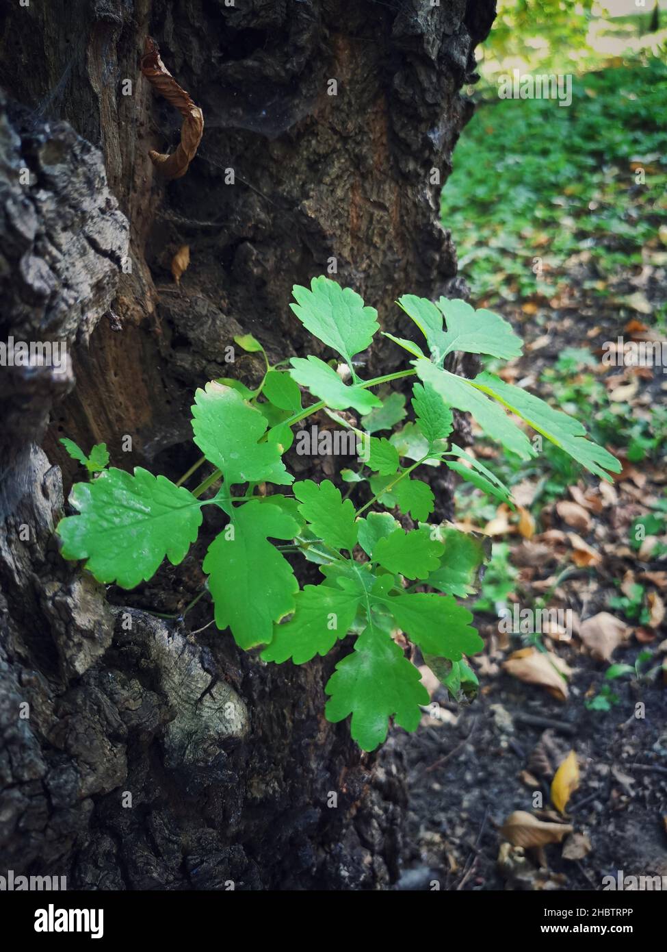 A vertical shot of some plant growing out of a tree Stock Photo - Alamy