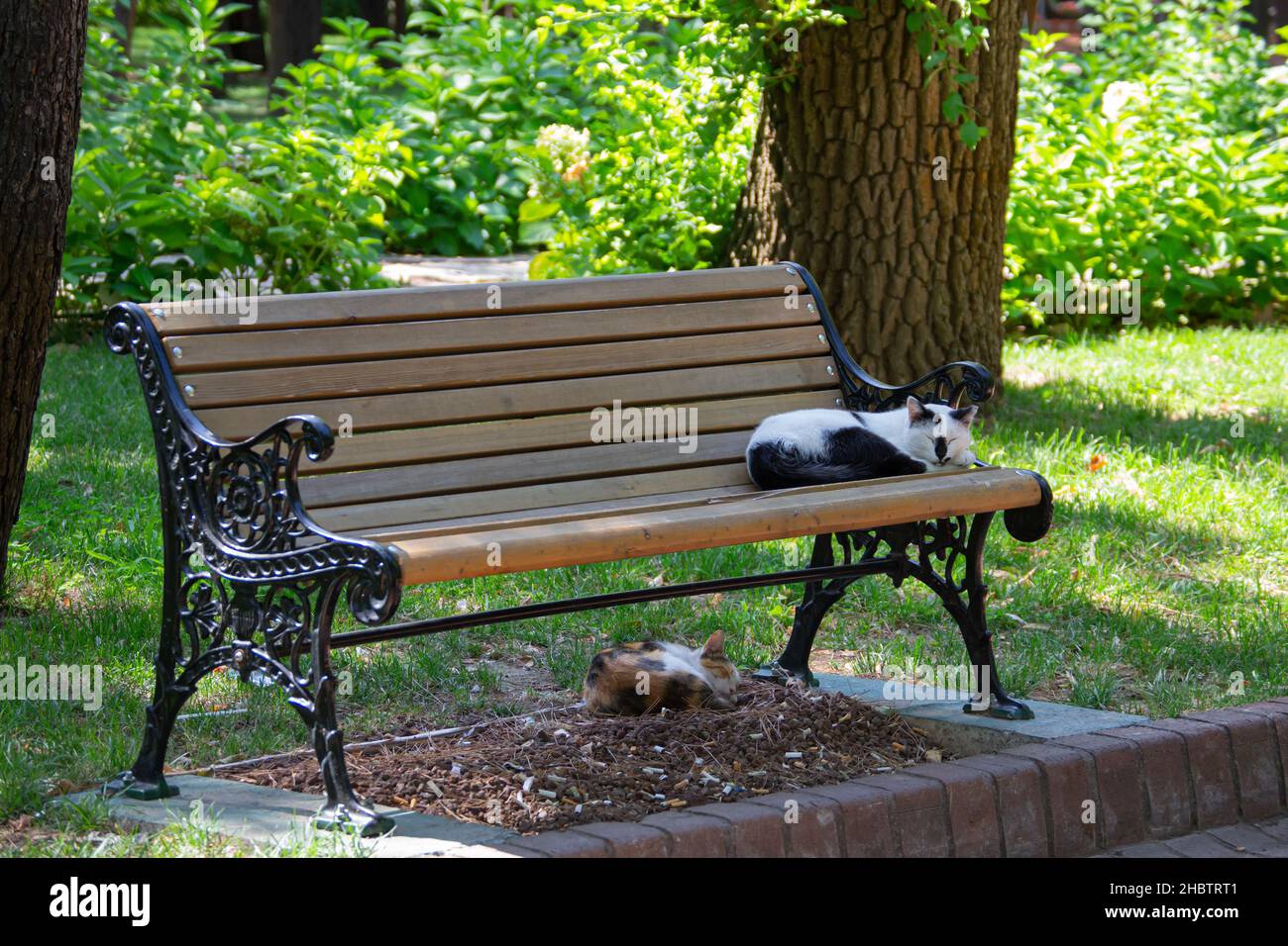 Sleeping cats, sleeping cats on and under a bench in park Stock Photo ...