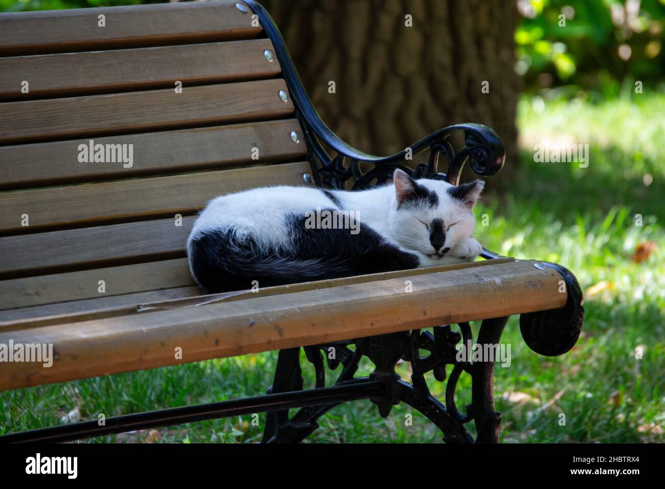 Sleeping cat, sleeping cat on a bench in park Stock Photo - Alamy
