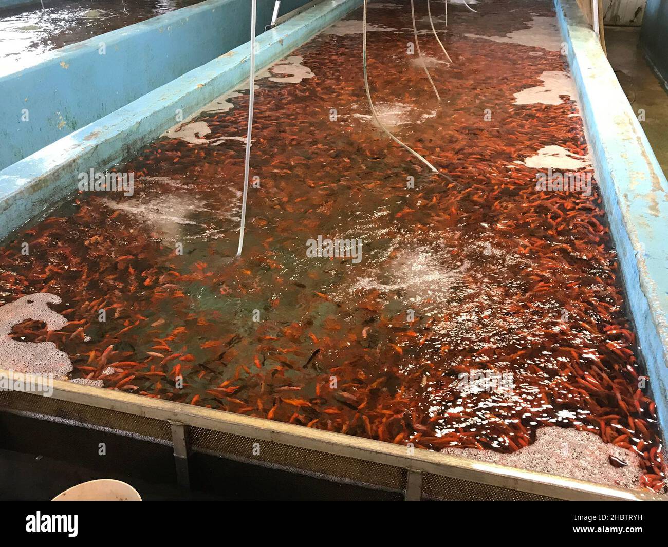 Goldfish farming at Pool Fisheries in Lonoke, Arkansas ca. 30 July 2019 ...