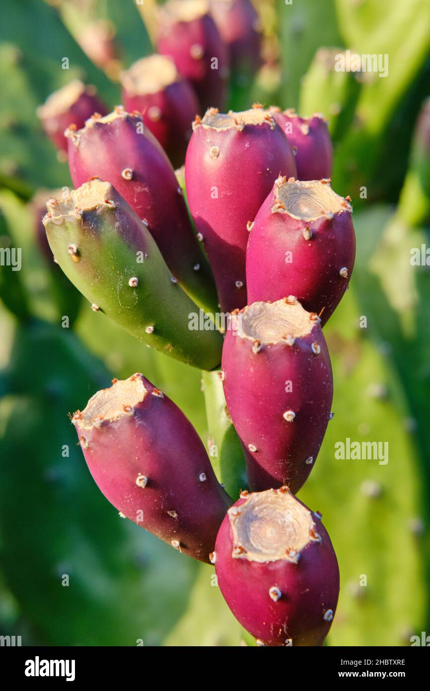 Cactus names hi-res stock photography and images - Alamy