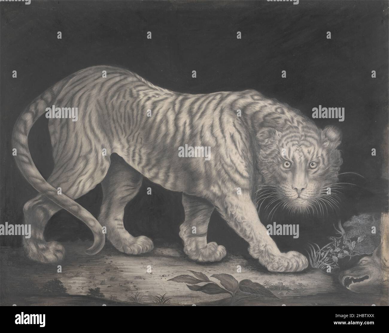 Elizabeth Pringle - A Prowling Tiger Stock Photo - Alamy