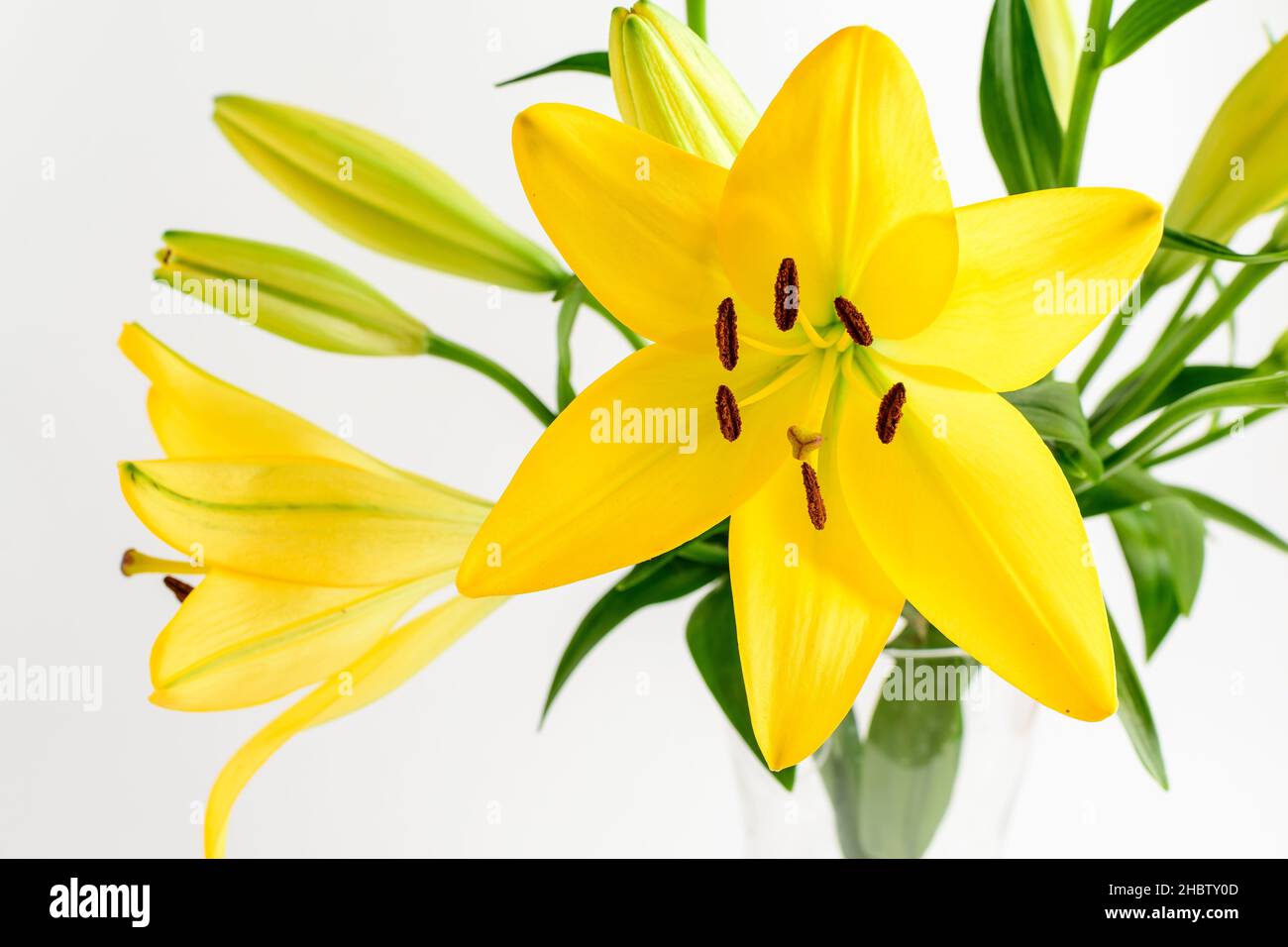 Delicate vivid yellow day lily or Lilium flowers in full bloom in a ...