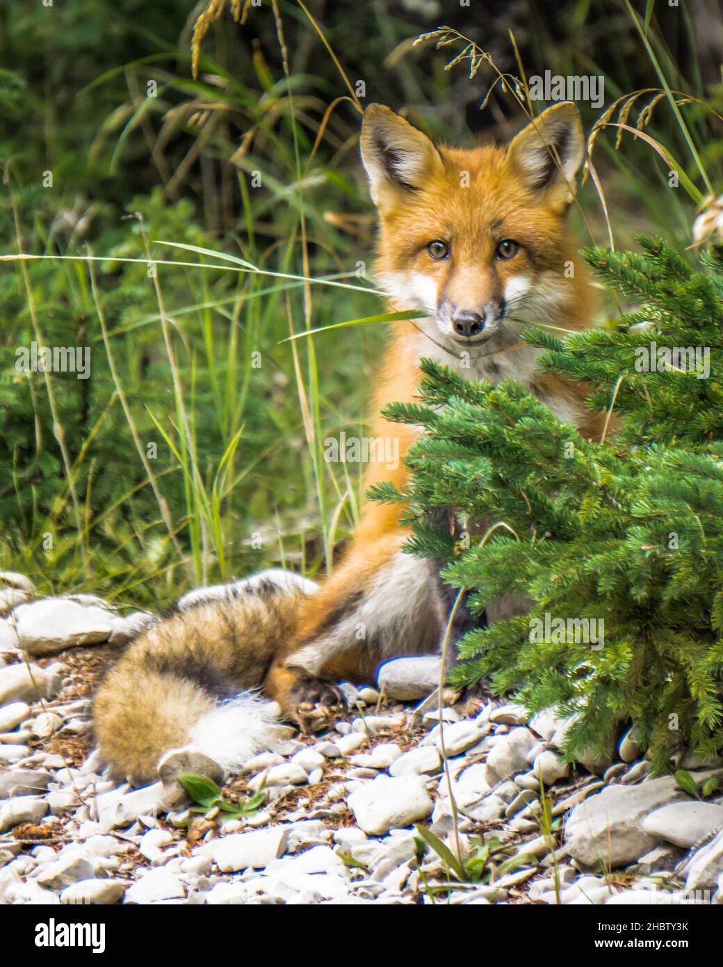 Red fox staring at us, from the side of the road on Anticosti island ...