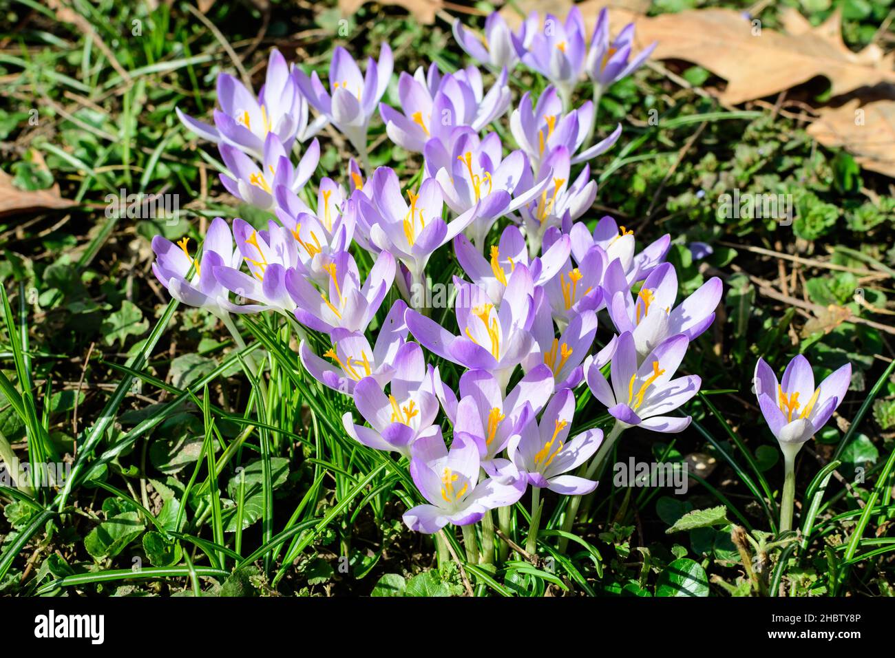 Blue crocus hi-res stock photography and images - Alamy