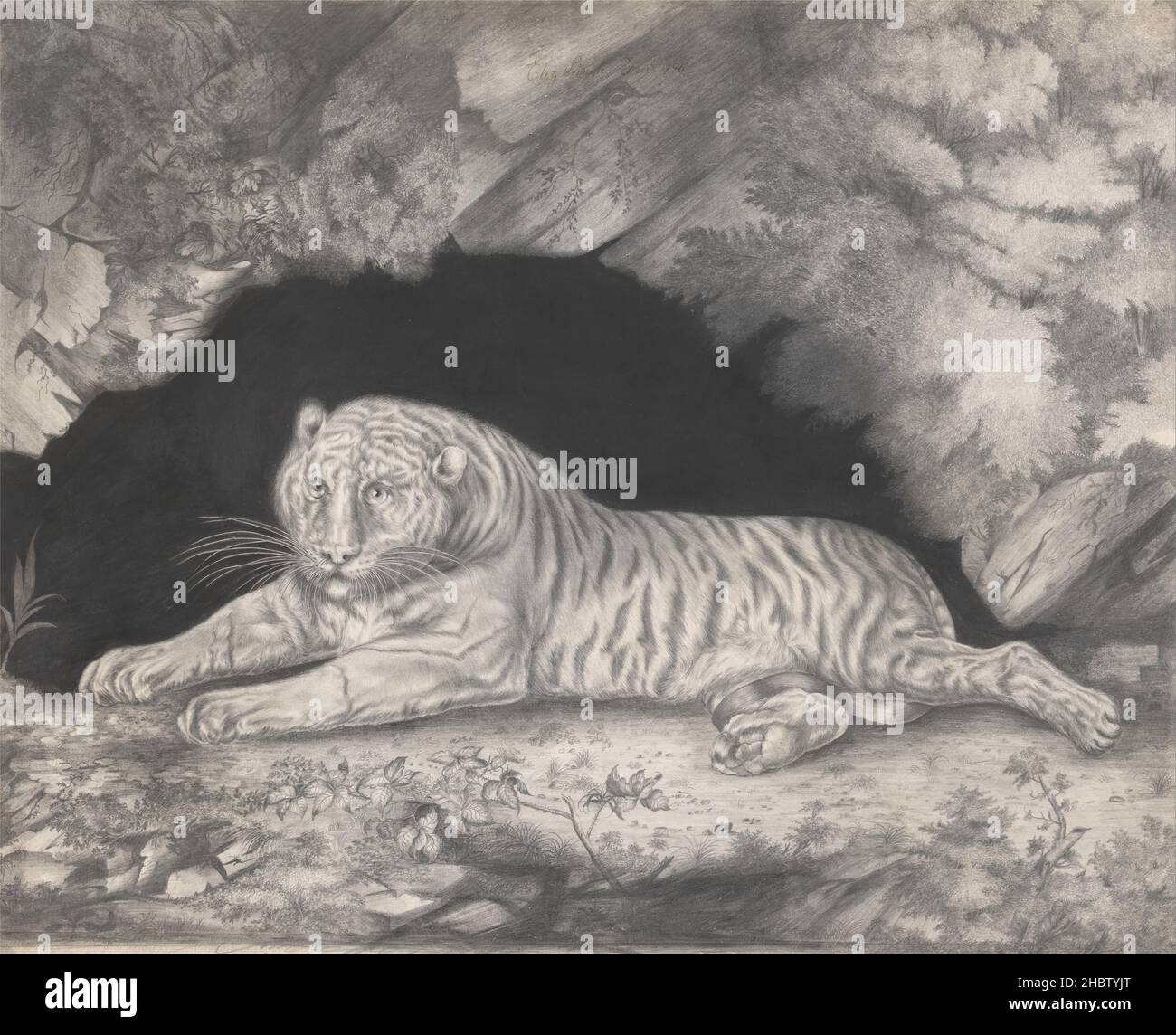 Elizabeth Pringle - A Tiger Lying in the Entrance of a Cave Stock Photo ...