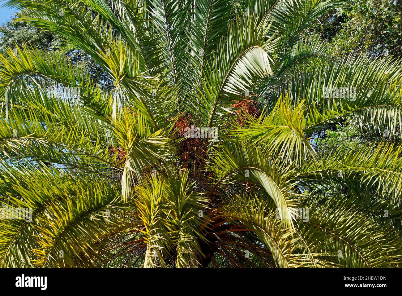 Date palm tree on tropical garden in Minas Gerais, Brazil Stock Photo ...