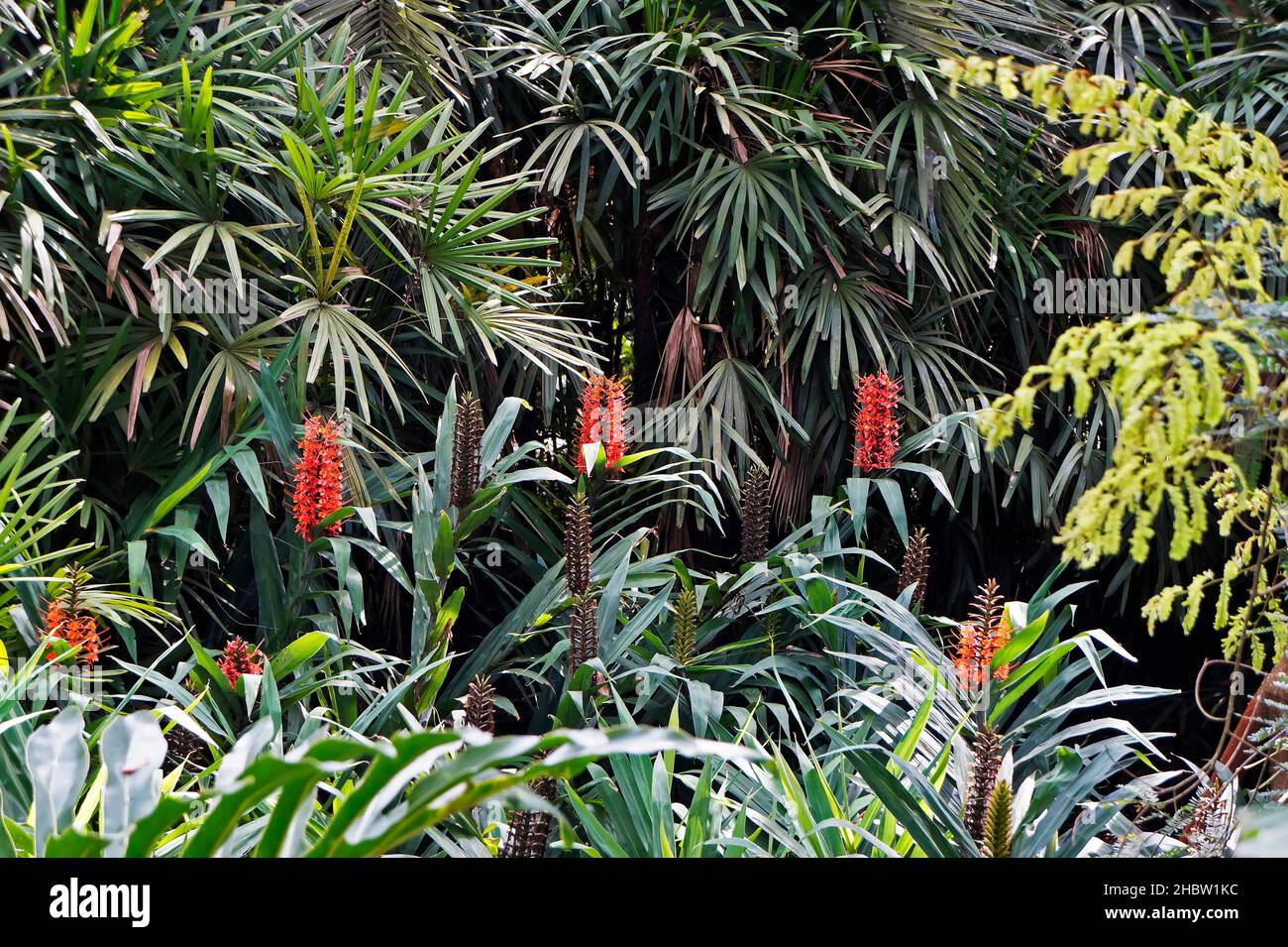Brazil rainforest landscape flowers hi-res stock photography and images ...