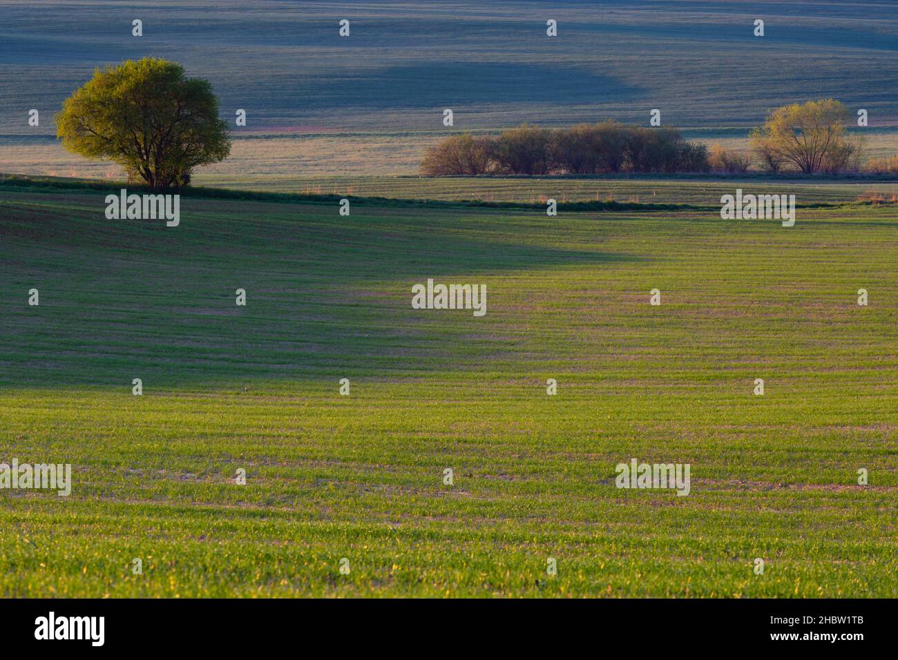 Spring fields at Liesno village, Slovakia Stock Photo - Alamy
