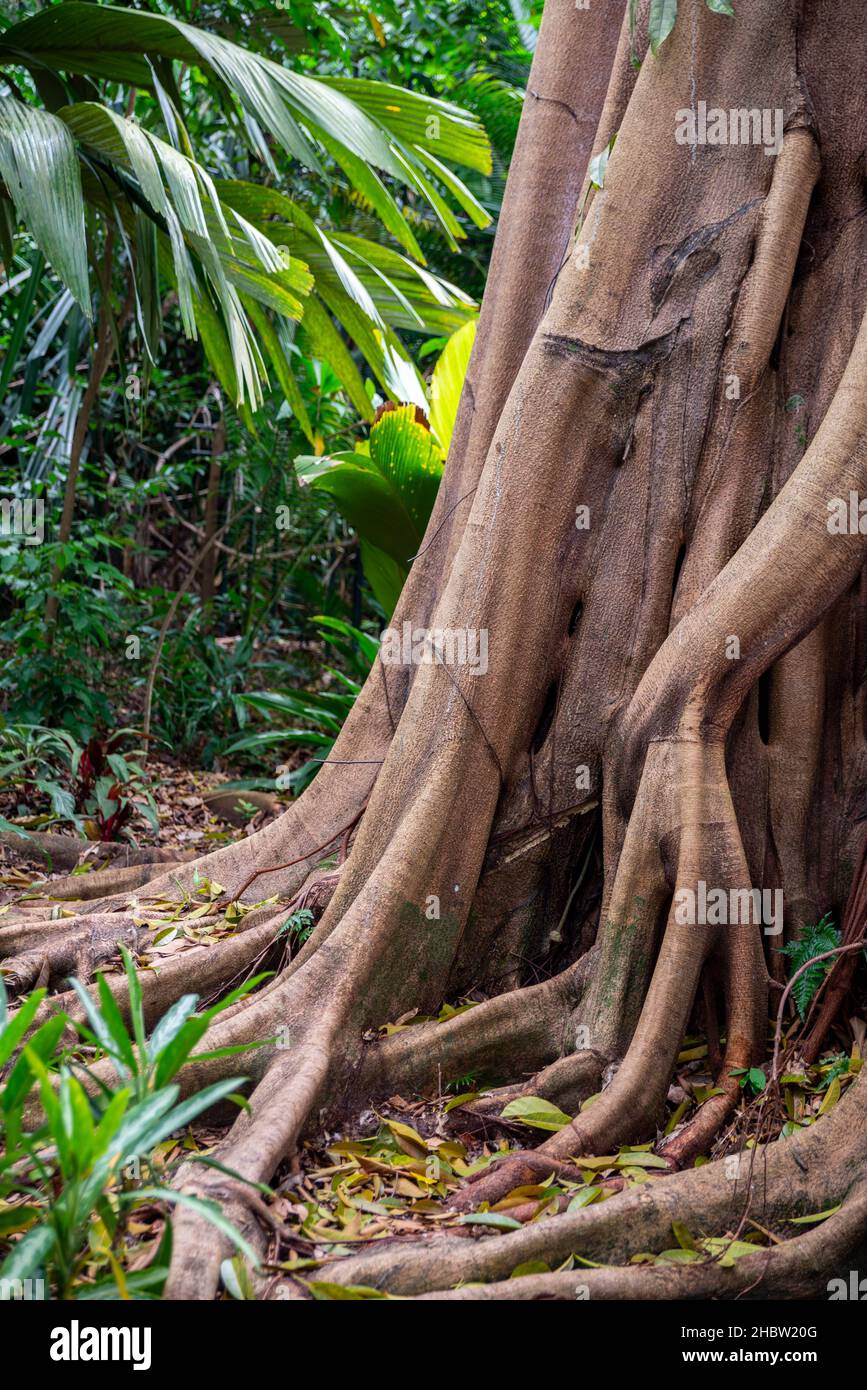 Tree roots, Singapore Botanic Gardens Stock Photo - Alamy