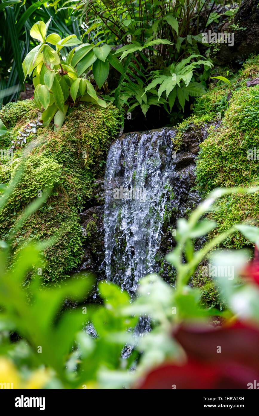 Singapore botanic garden waterfall hi-res stock photography and images ...