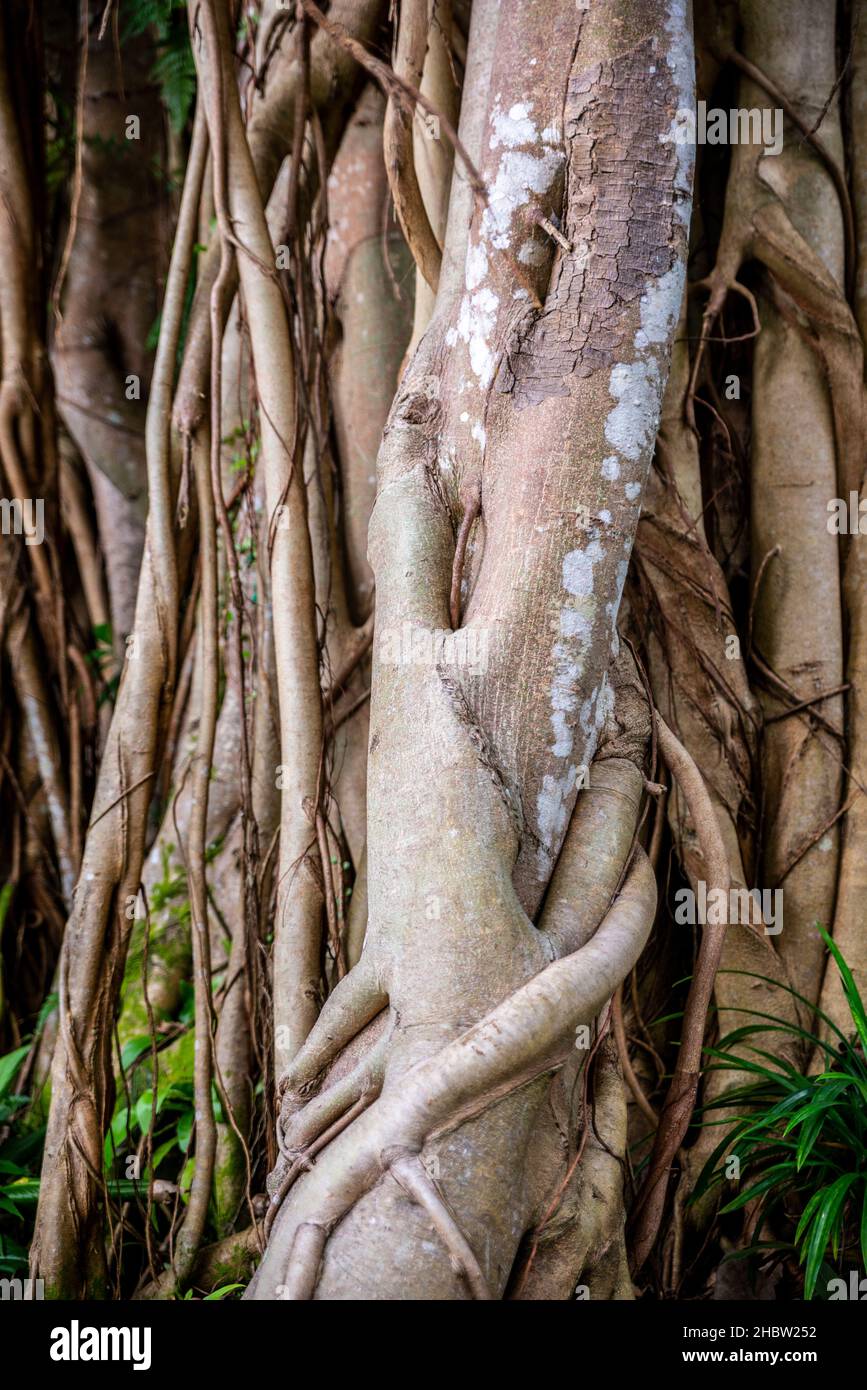 Tree roots, Singapore Botanic Gardens Stock Photo - Alamy