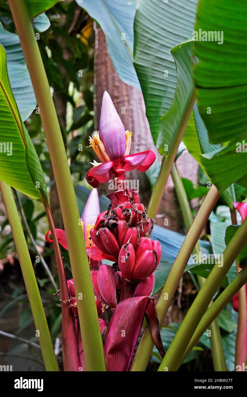Pink velvet banana flower (Musa velutina Stock Photo - Alamy