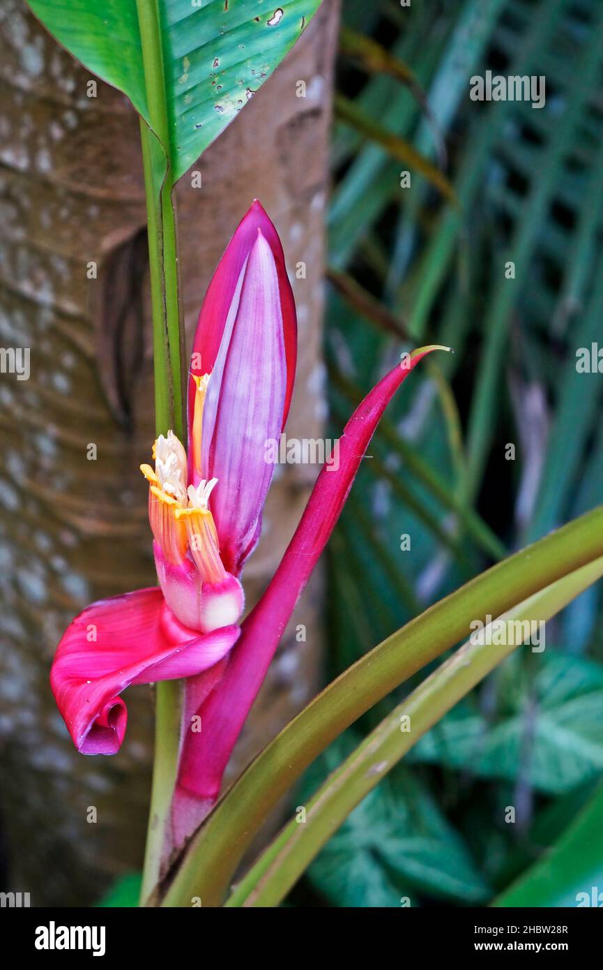 Pink velvet banana flower (Musa velutina Stock Photo - Alamy